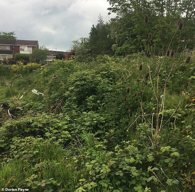 Man claims he has spent £1MILLION removing Japanese Knotweed jungles ...