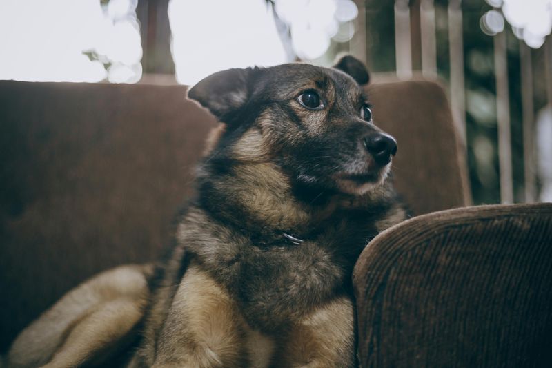 10 Dog Breeds Known For Common Health Issues