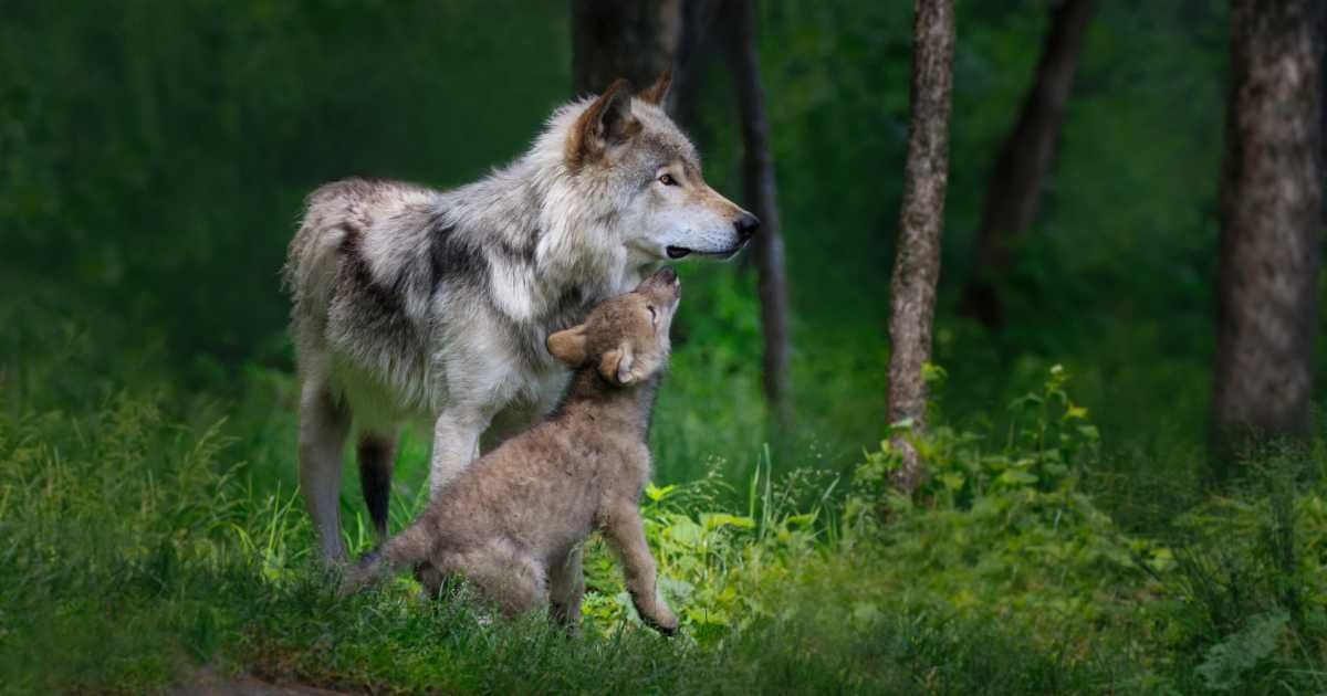 Scientists Notice Unusual Movement Among Yellowstone’s Wolves — And ...