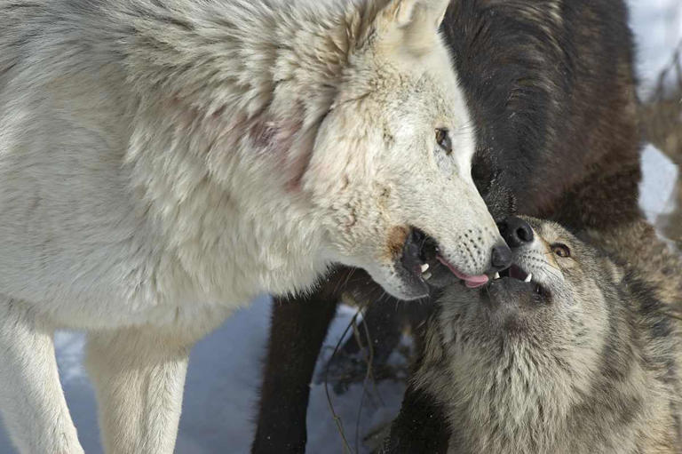 Scientists Notice Unusual Movement Among Yellowstone’s Wolves — And ...