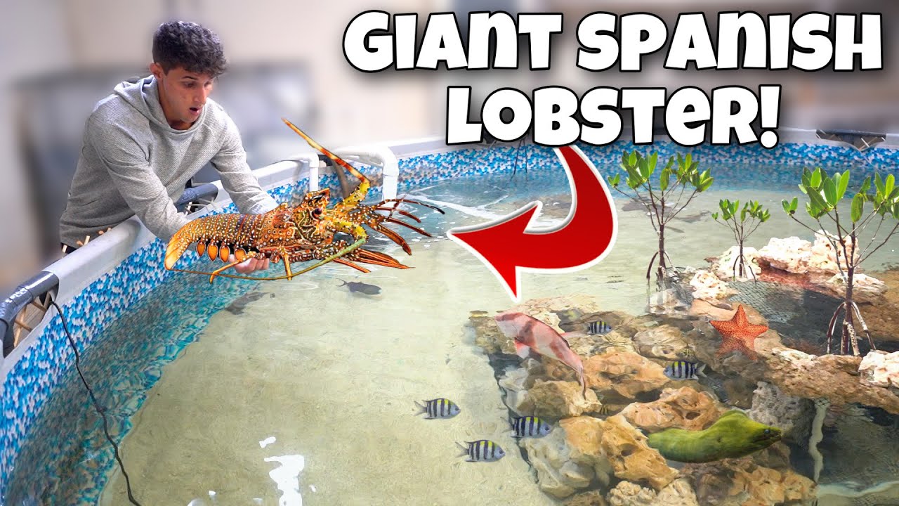 My NEW EXOTIC LOBSTER For My SALTWATER POND!! *Rare*
