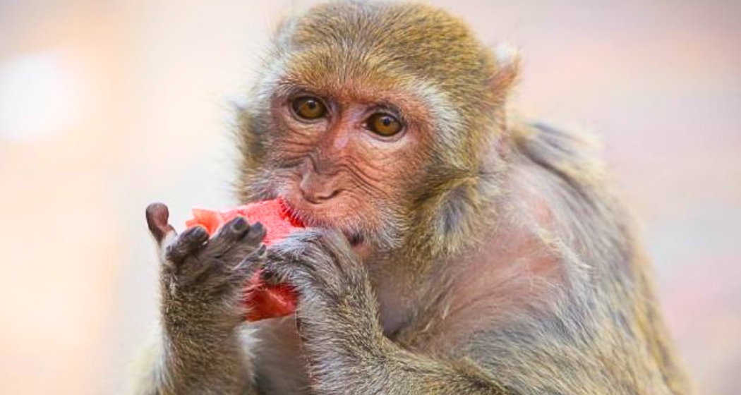 Darjeeling cracks down on monkey feeding with heavy fines