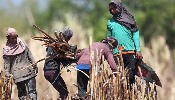 More sugarcane farms hit by RSSI infestation