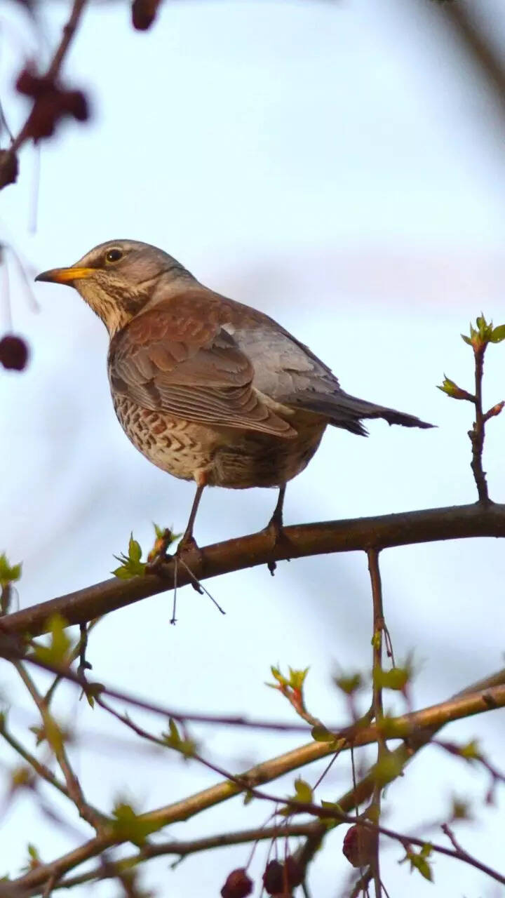 8 birds known for their sweet voices
