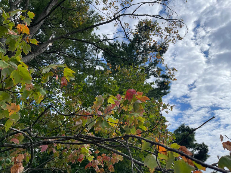 Trees showing their fall colours early after a hot, dry summer