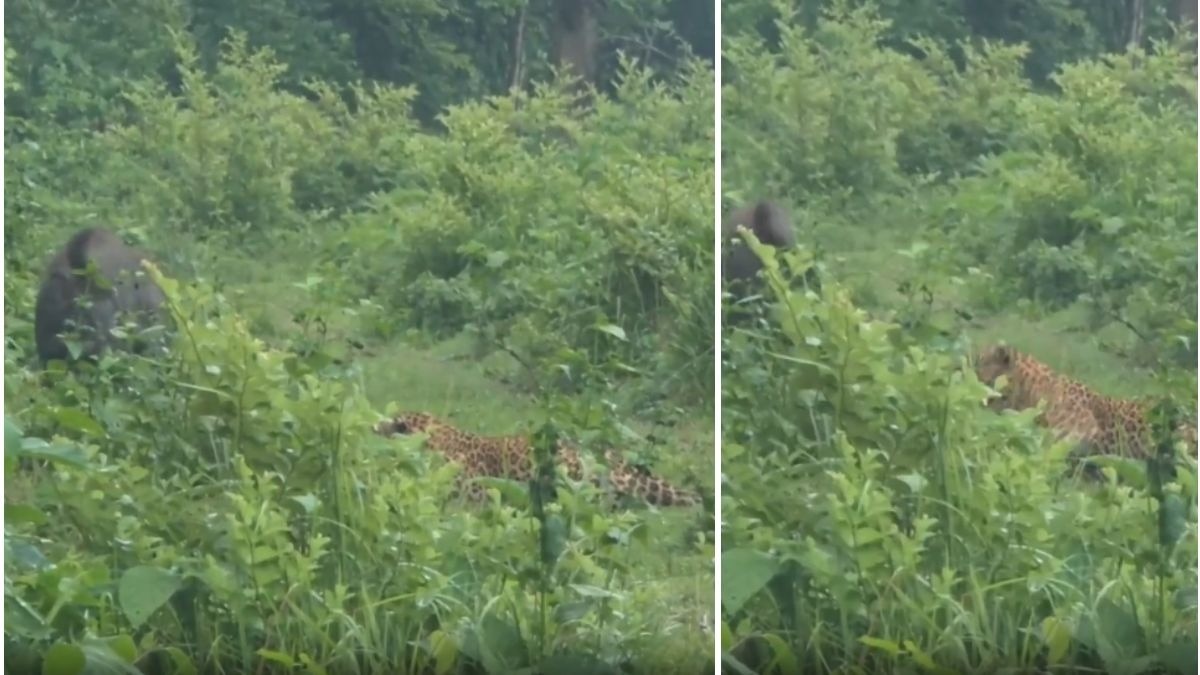 IFS officer shares video of wild boar chasing away leopard, stuns Internet