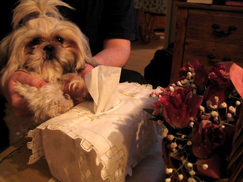 Stop Reverse Sneezing in Dogs: What Causes It