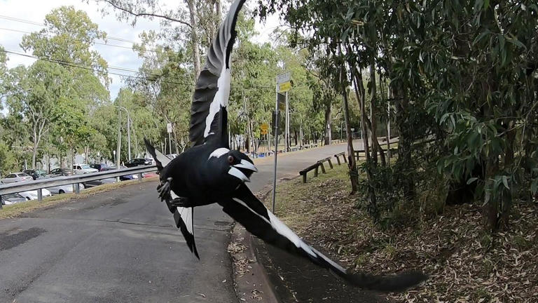 How to avoid magpie swooping this season