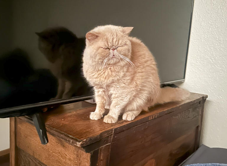 How a cat named Pudge became a college football sensation