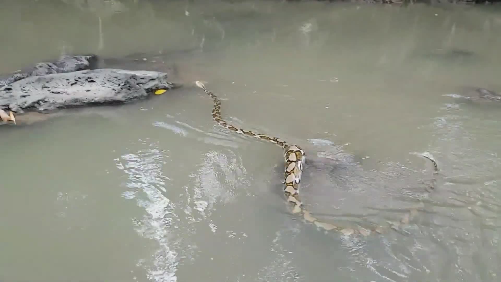 Reticulated python | Snakes and herping