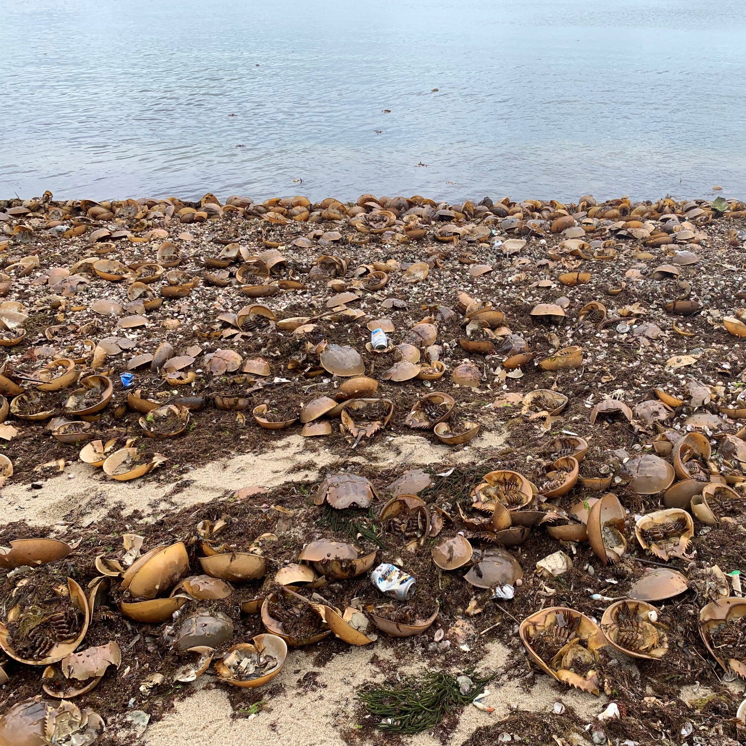 See horseshoe crabs washing up on the beaches? It's molting season. How ...