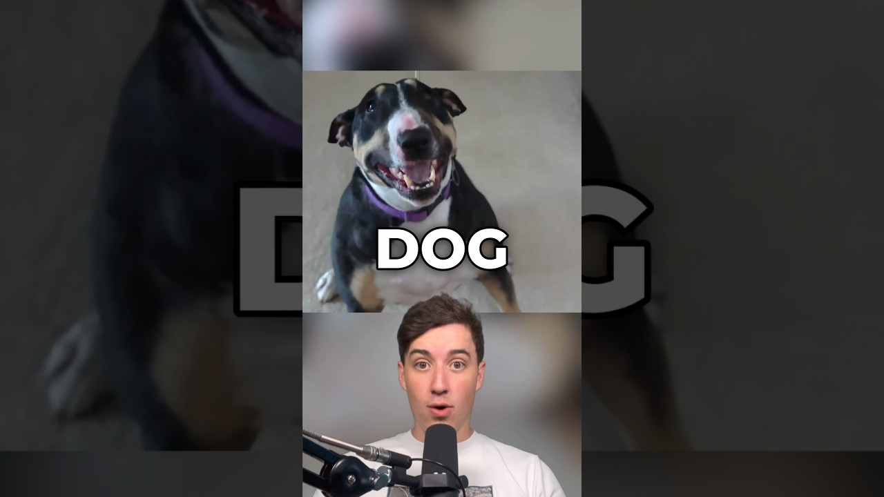 How a misunderstood dog found a second chance