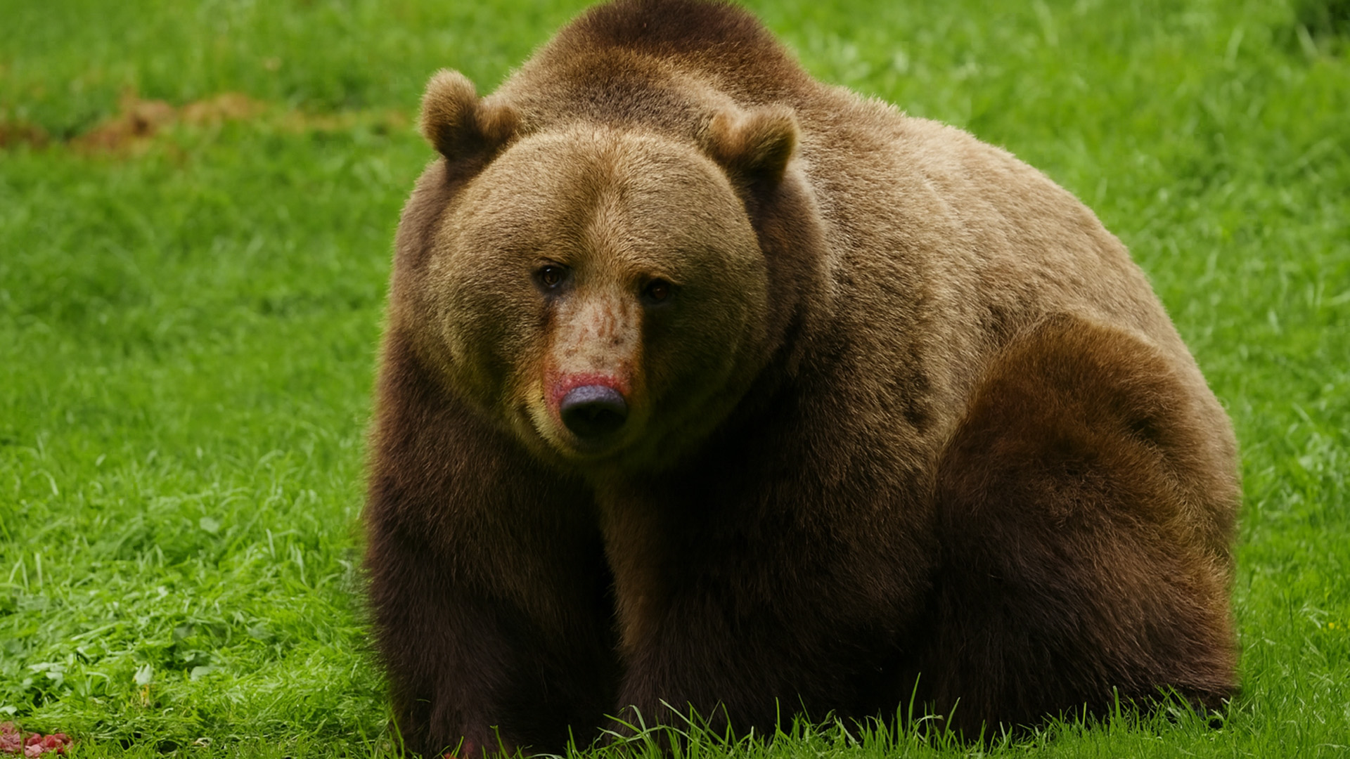 Ours Bruns Festoyant sur un Chevreuil – Ursus arctos