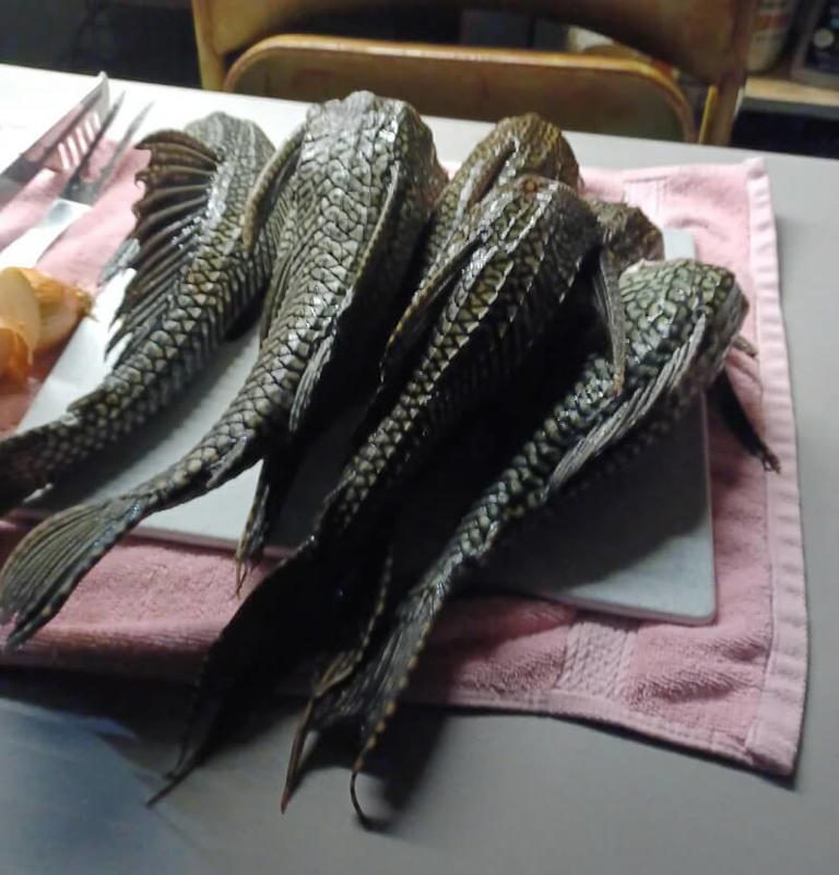 Fisherman shares image of invasive species caught in local waterway ...
