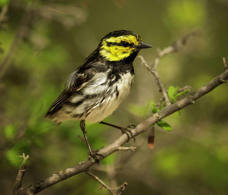 The prairie chicken's gone. Who's next on Texas's endangered list?
