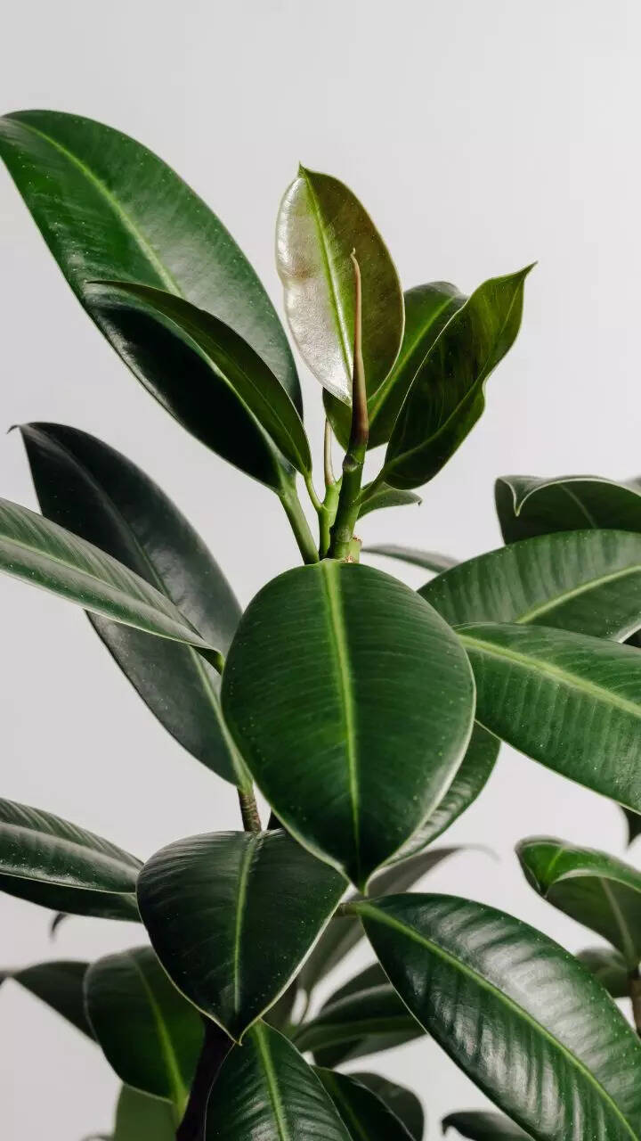 Air-purifying plants for a healthy living space