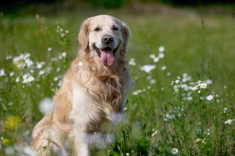 The town that keeps re-electing a dog as mayor