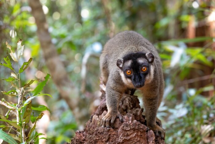 Lemurs Still Evolving After 53 Million Years