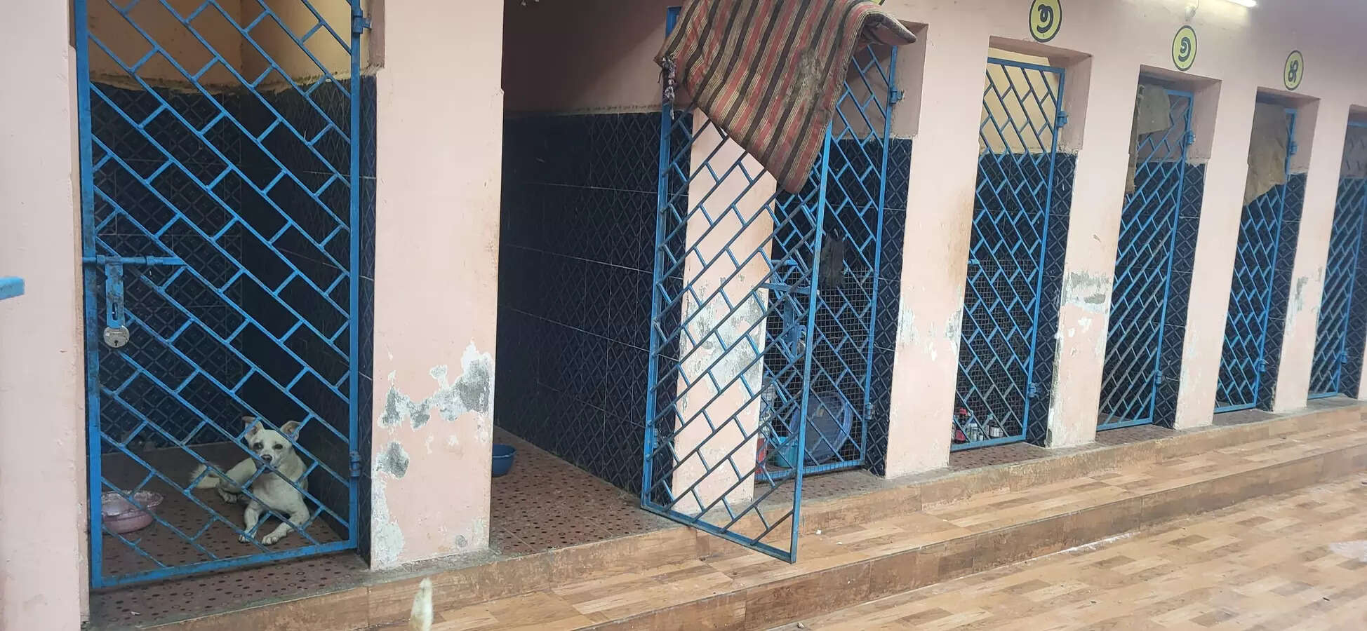 Berhampur resumes animal birth control programme to manage stray dog ...