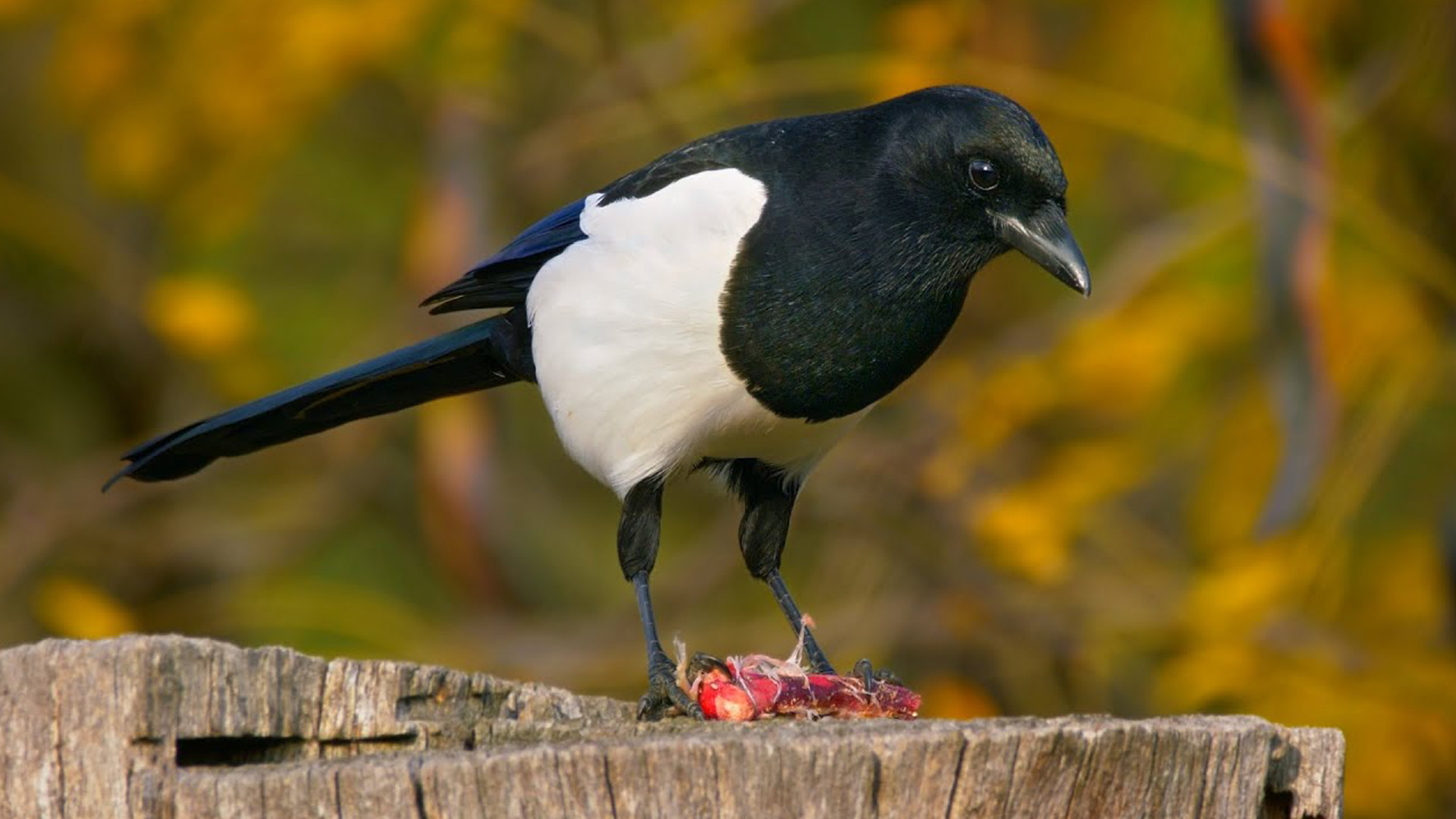 Eurasian Magpie with a Meaty Treat – Pica pica