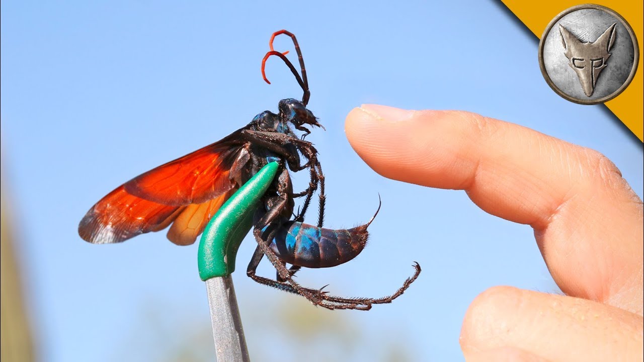Coyote Peterson reveals 5 tick bites that can turn dangerous