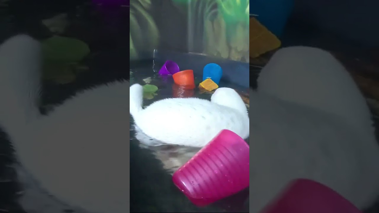 Watch a rare albino mink playing with toys in a pool