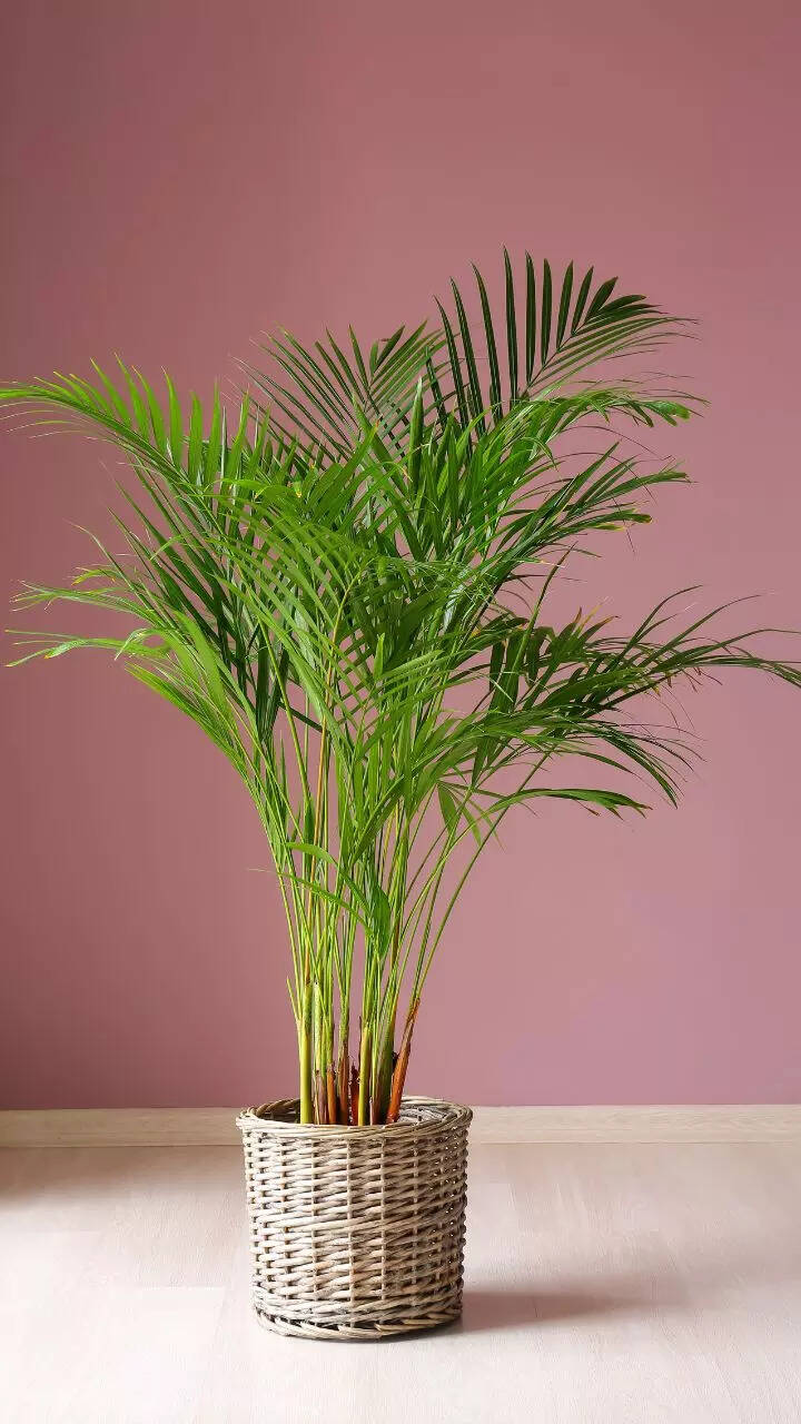 Air-purifying plants for a healthy living space