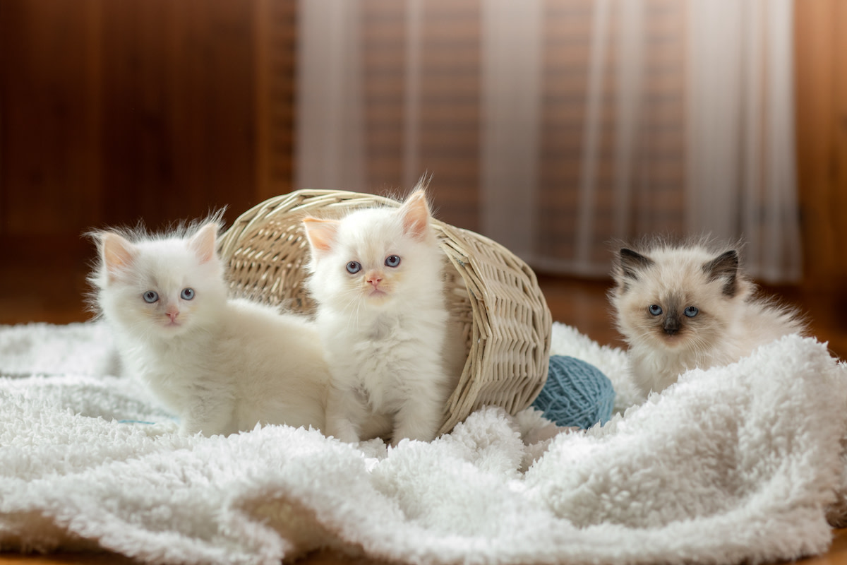 Ragdoll Kittens Gently Cuddling Up to a Baby Could Melt Anyone's Heart