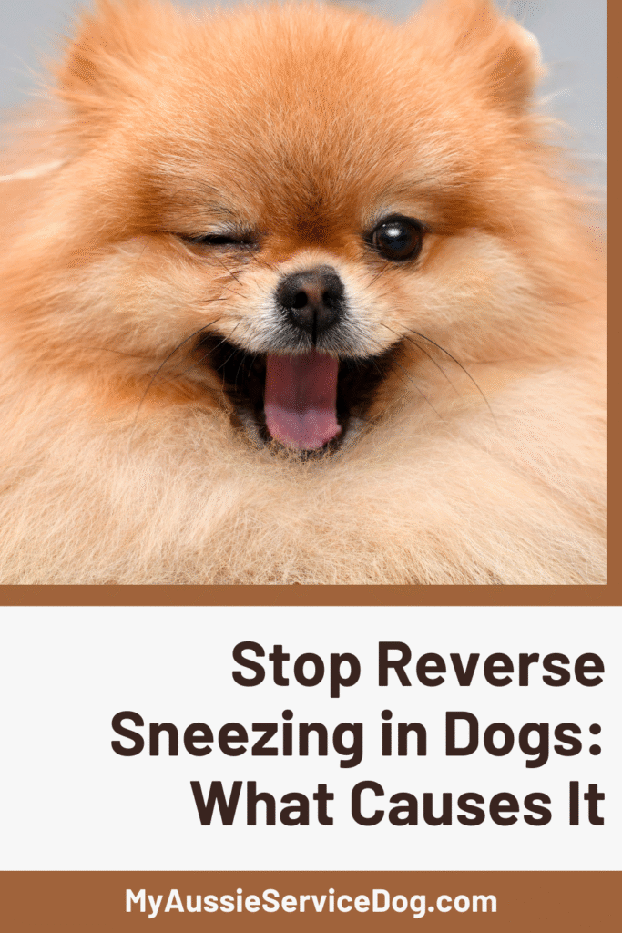 Stop Reverse Sneezing in Dogs: What Causes It