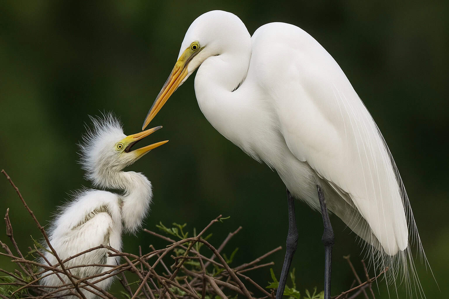 10 Animals That Look Completely Different as Babies vs Adults