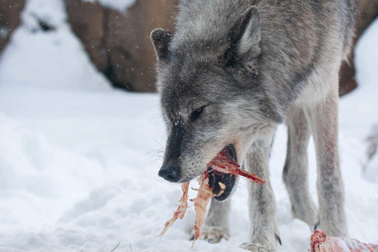Scientists Notice Unusual Movement Among Yellowstone’s Wolves — And ...