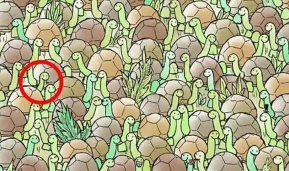 Only those with high IQ can find the snake hidden among the tortoises