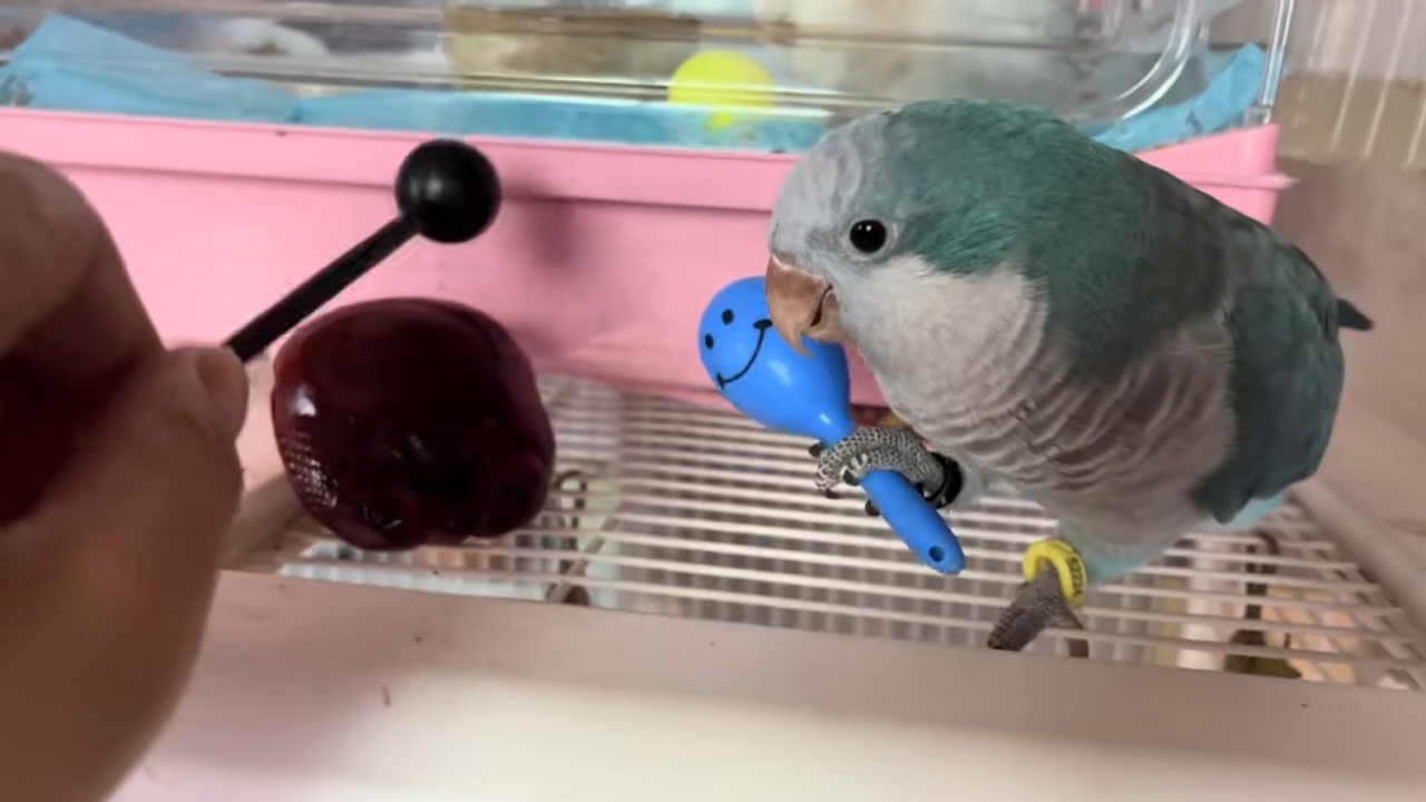 Parrot plays maracas with owner in Shanghai, China