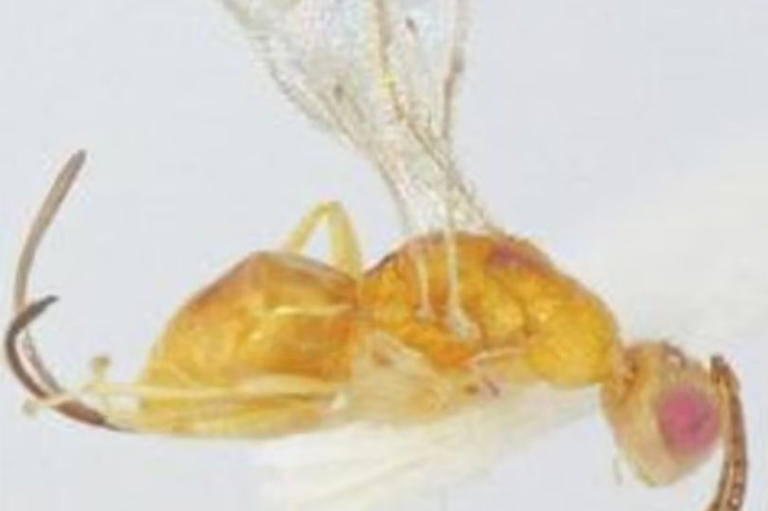 Flesh-eating wasps spreading across US as experts issue warning over ...