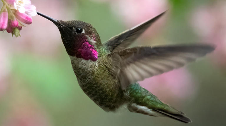 13 Beautiful Perennials That Hummingbirds Love