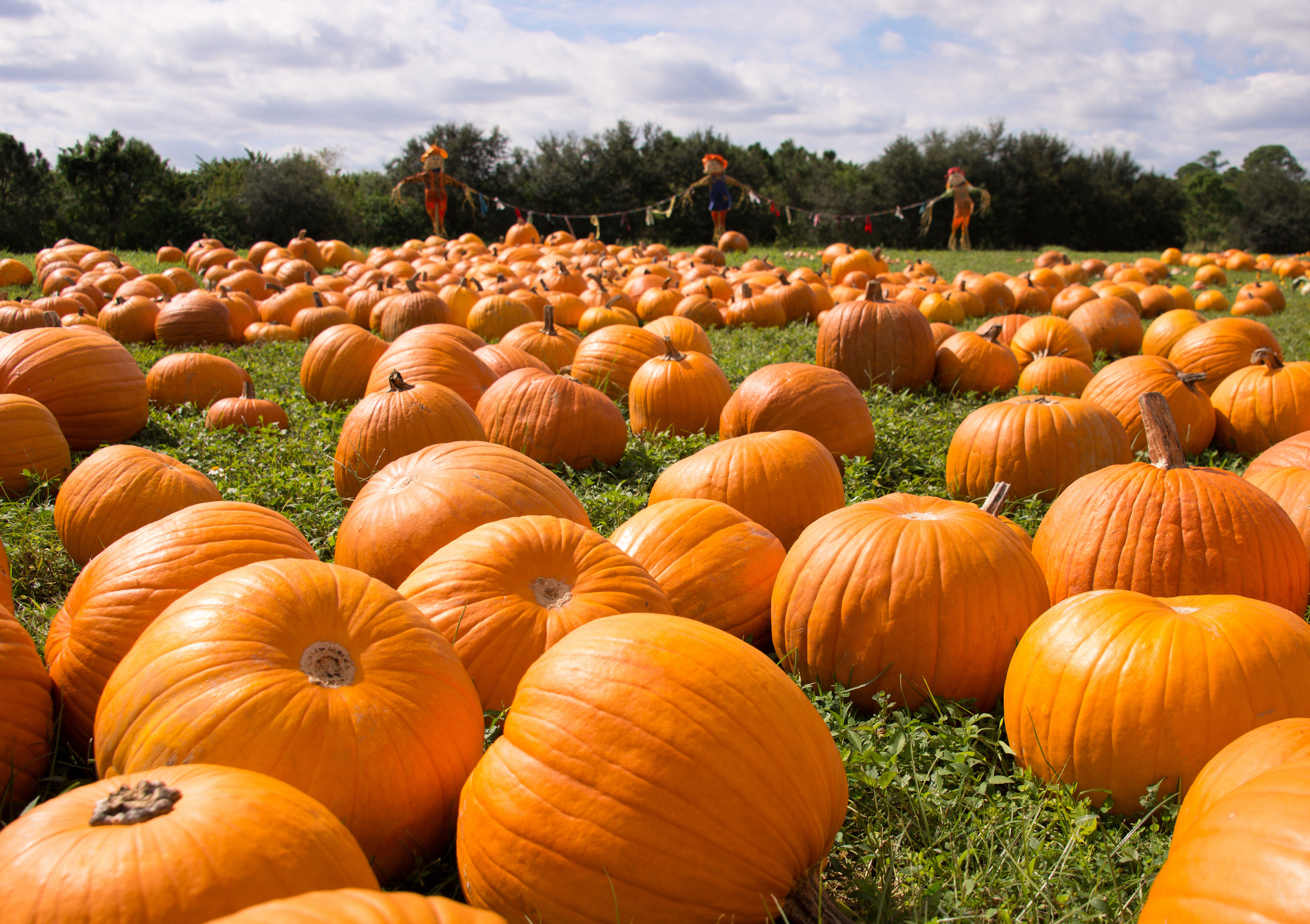 Here are 10 pumpkin patches you can visit in the Chicago area this fall