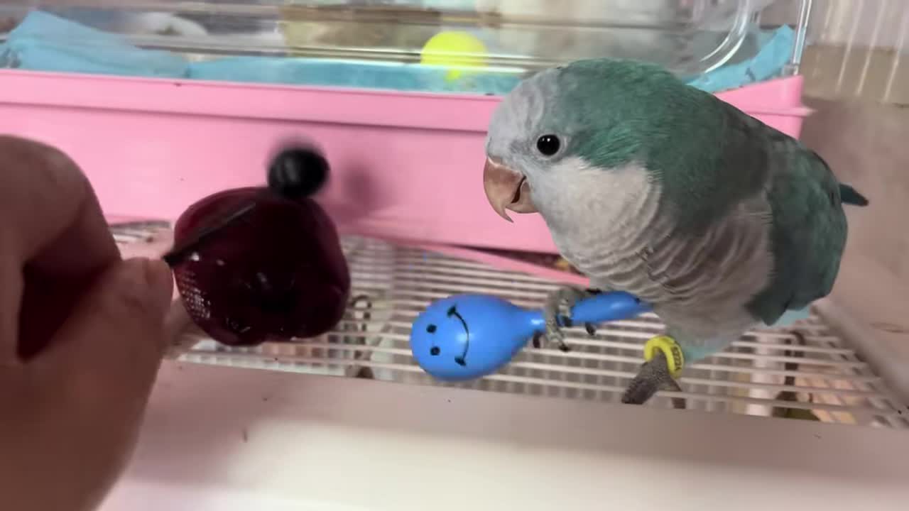 Parrot plays maracas with owner in Shanghai, China