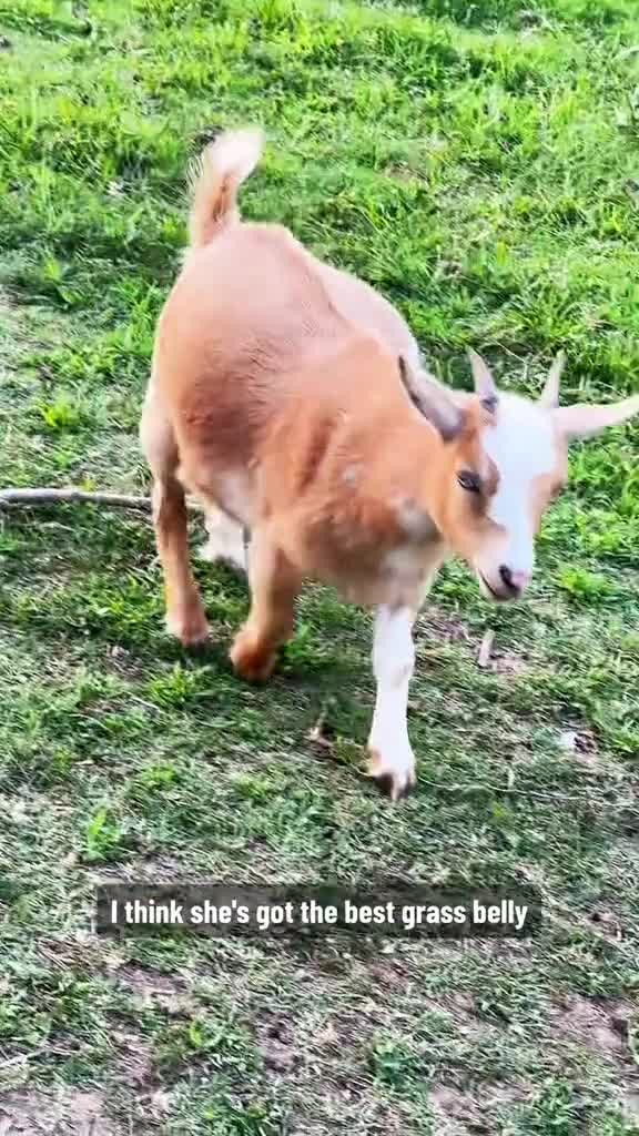 Who Has the Best Grass Belly? Meet My Goofy Goat Squad!