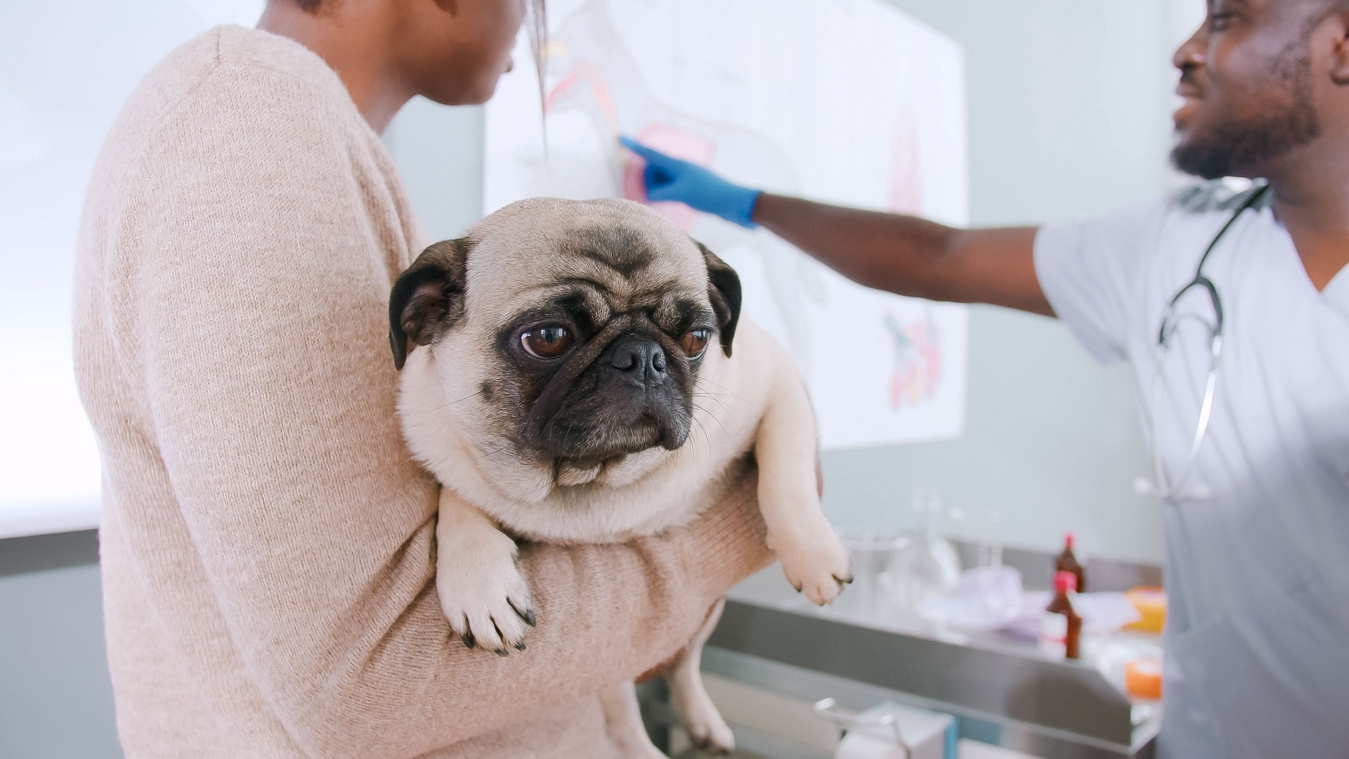10 Dog Breeds Known For Common Health Issues