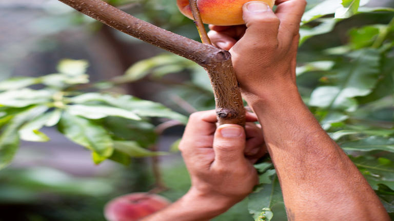 The Best Way To Transplant A Peach Tree Sapling Into A Container
