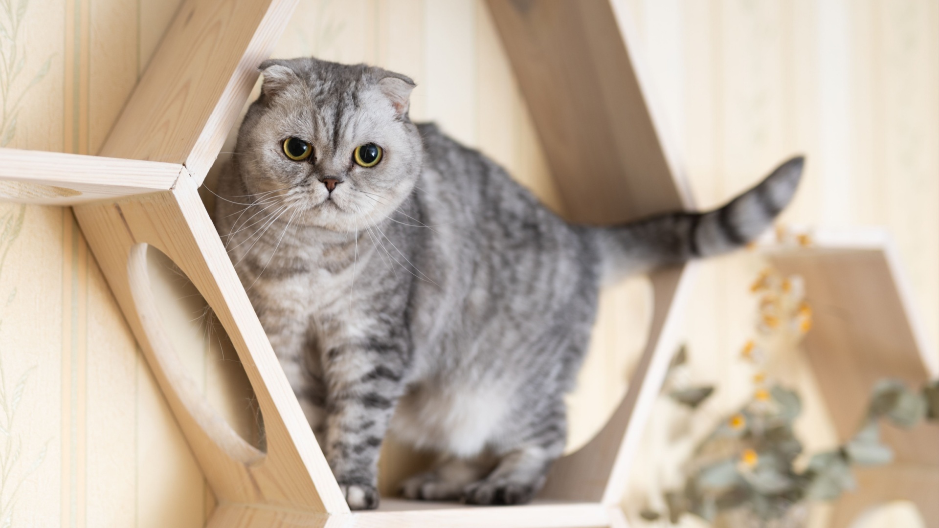 Low-Maintenance Cat Breeds For Busy Owners