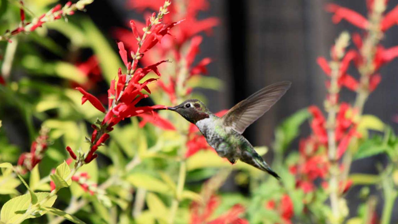 9 Shrubs That Are A Great Source of Nectar for Hummingbirds