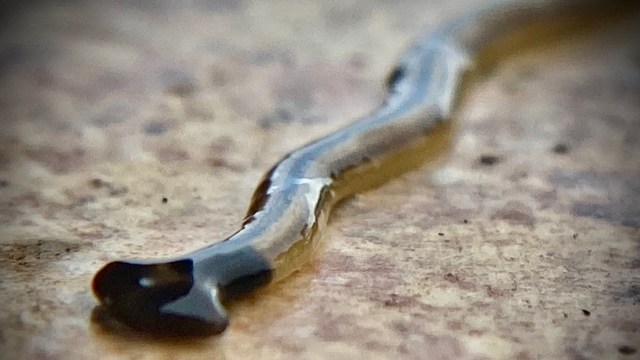 Officials warn public amid ongoing spread of toxic 'hammerhead worm ...