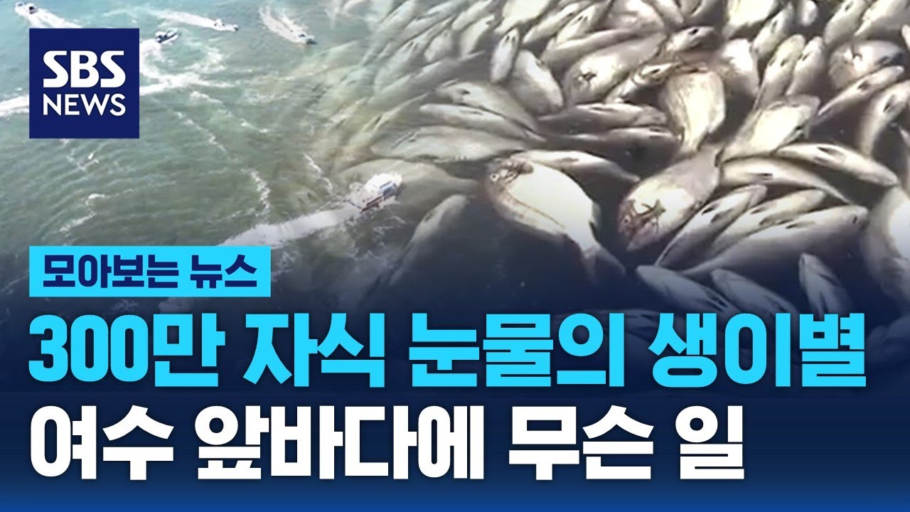 300만 자식 눈물의 생이별…"잠도 못 자, 참담" 여수 앞바다에 무슨 일 / SBS / 모아보는 뉴스