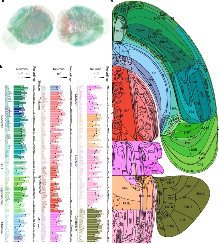 Scientists produce the first brain-wide map of decision-making at the cellular level