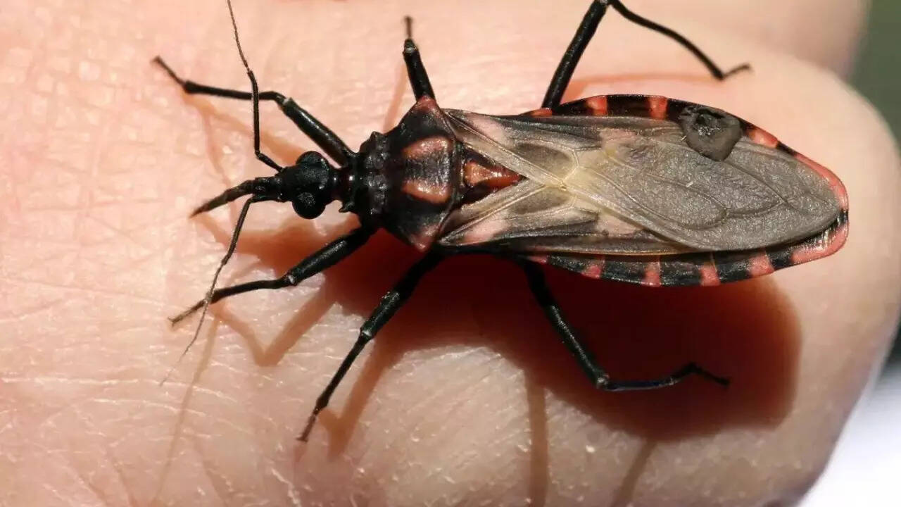 Deadly ‘Kissing Bugs’ spreading across US; Which states are affected ...