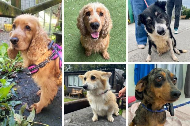 Five dogs looking for their forever home from Many Tears Rescue