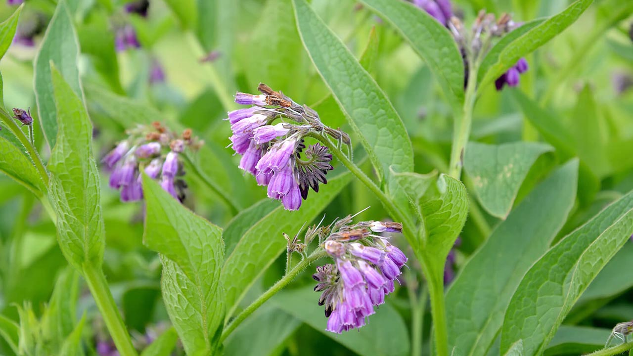 10 Natural Pain Relieving Plants You Can Grow in Your Garden