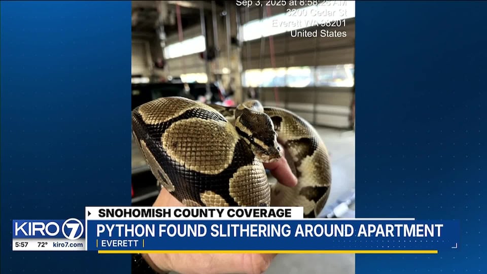 VIDEO: Python found in Everett Condos