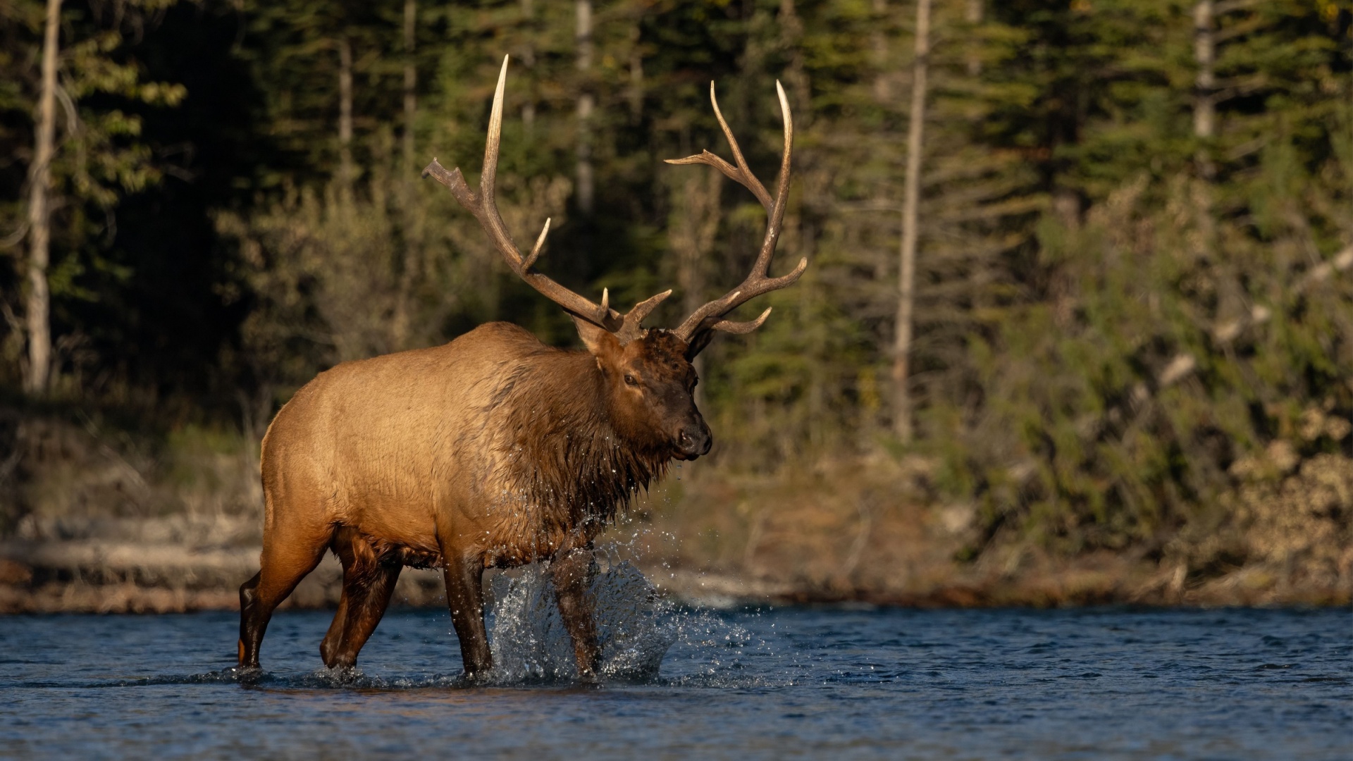 9 Amazing Facts About Canadian Elk